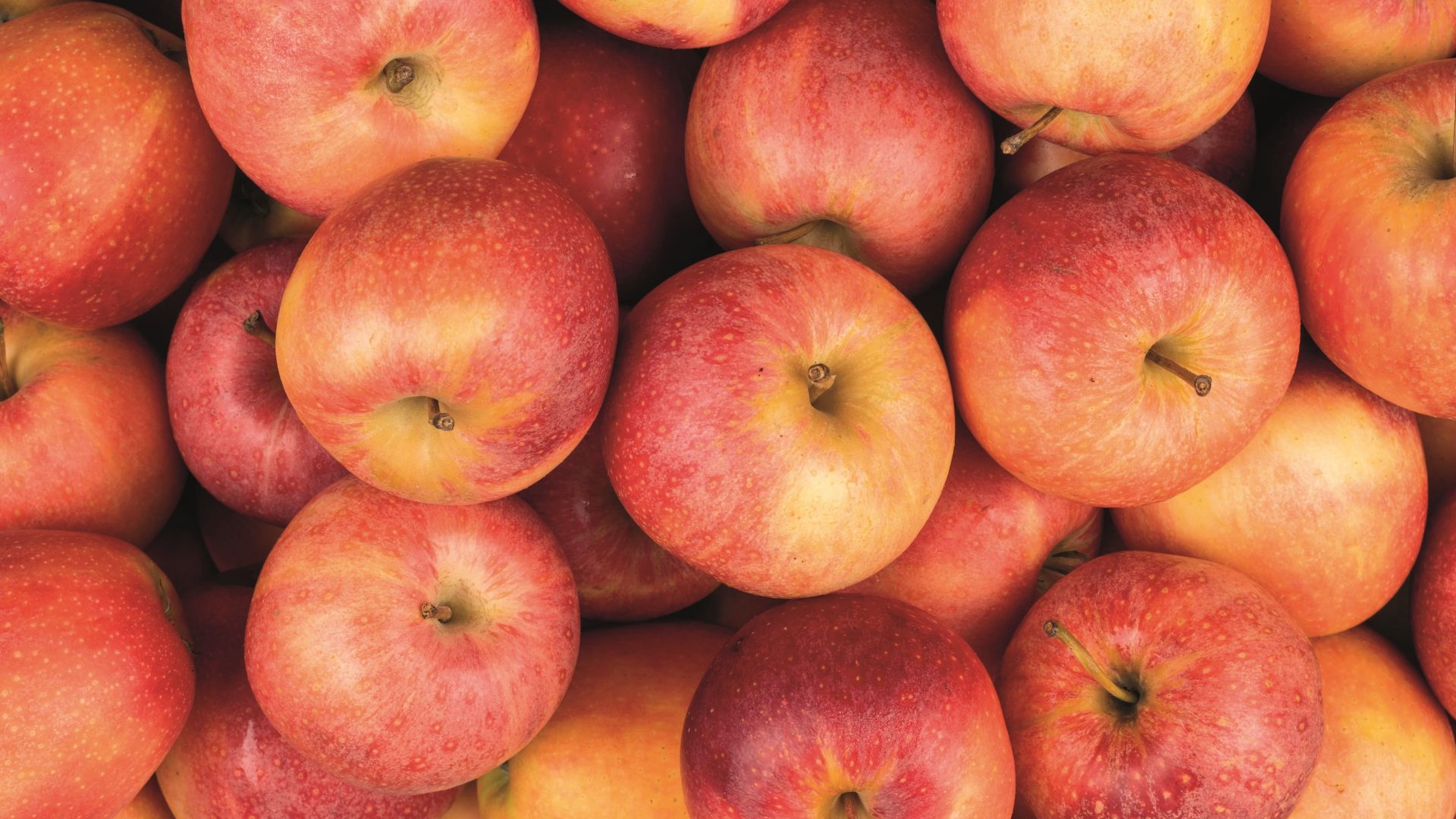 pomme gala. - fresh.