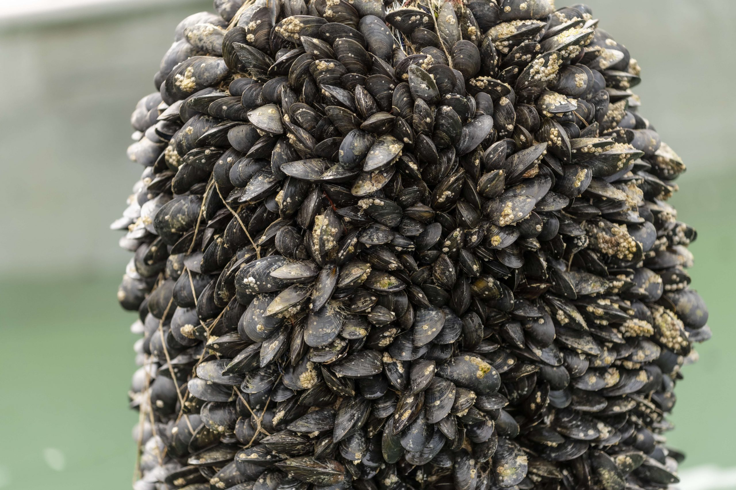 C'est la pleine saison de la moule de bouchot