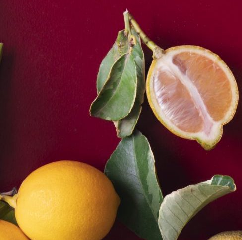 Découvrez nos différentes variétés d'agrumes