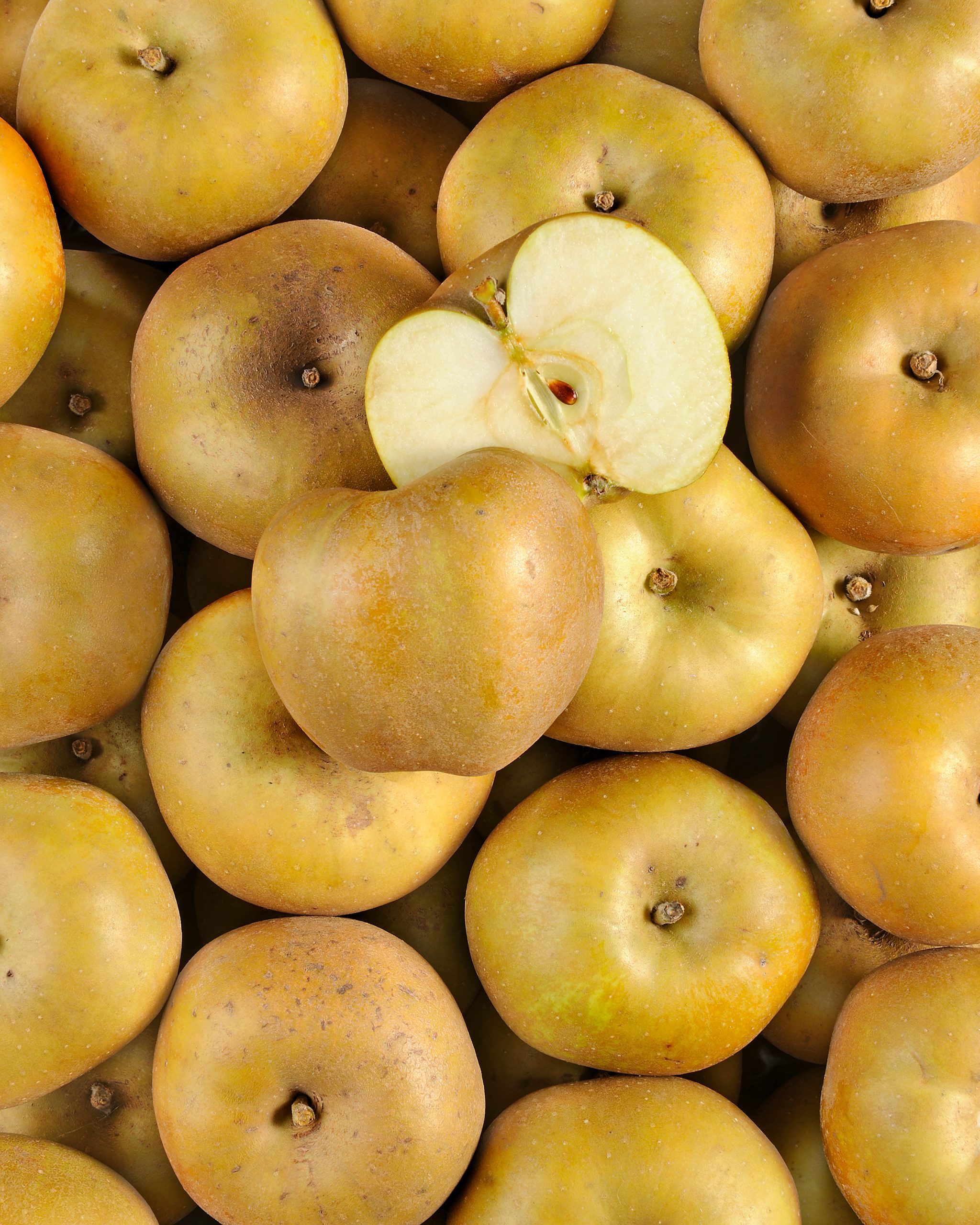 pomme reinette grise du canada