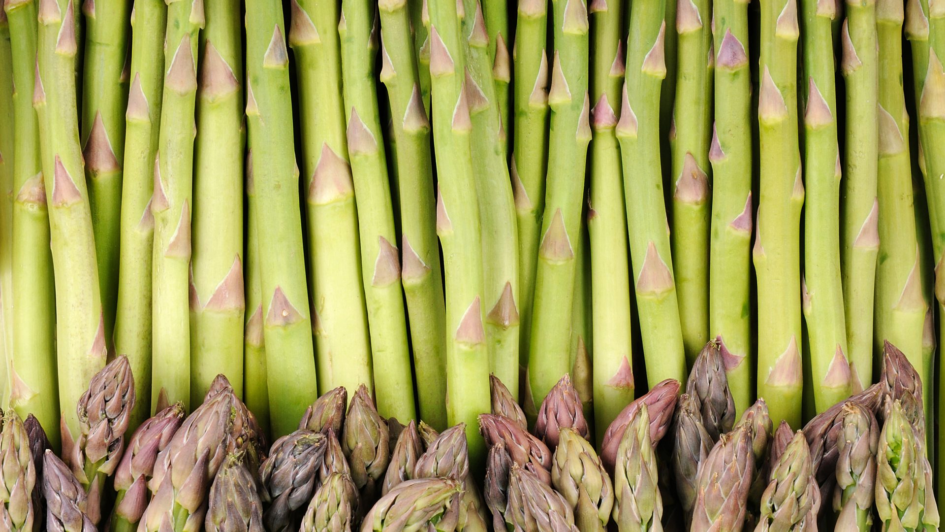 asperge verte botte