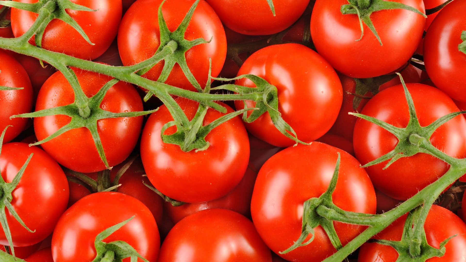 tomate grappe.