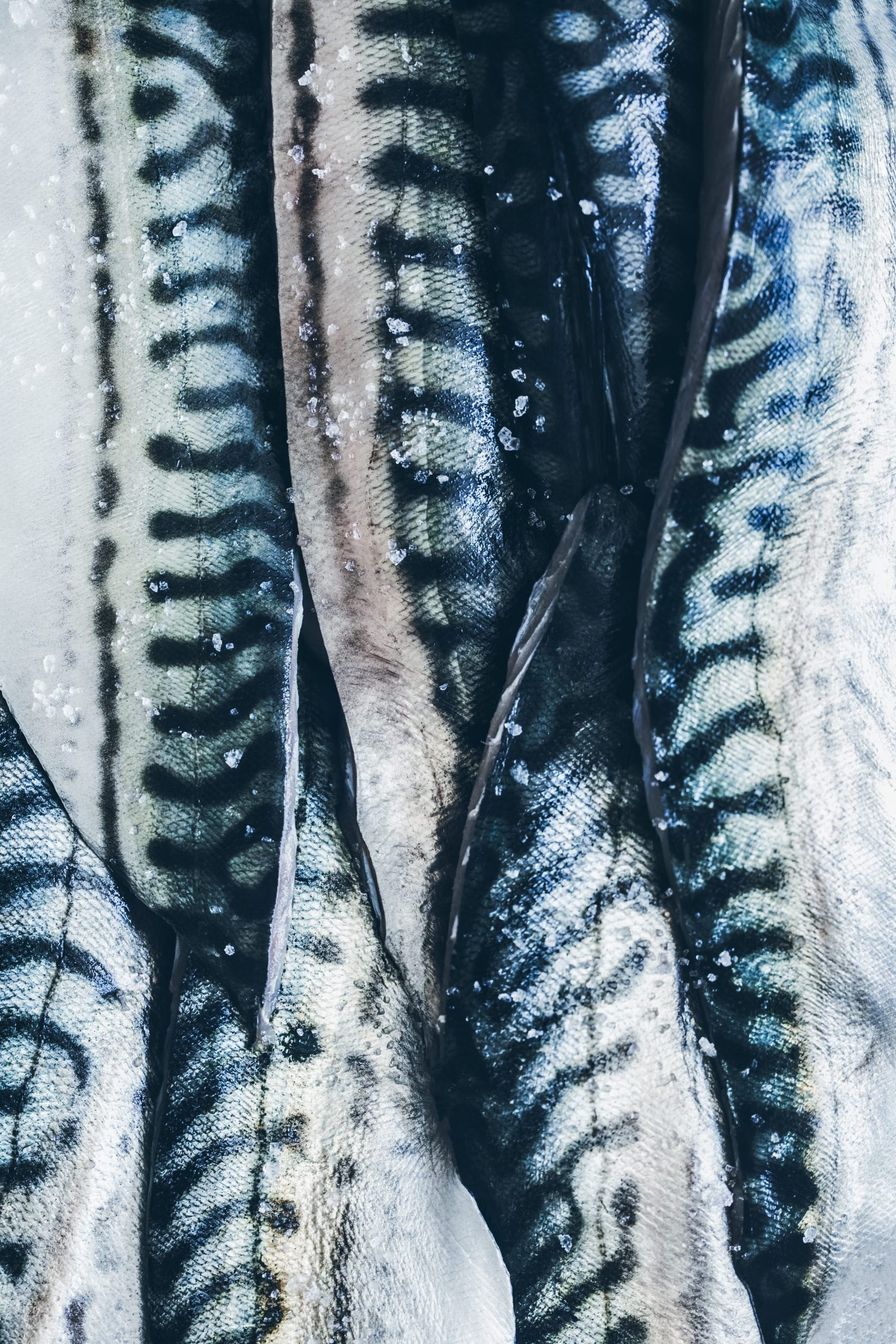 Poissons - fresh.