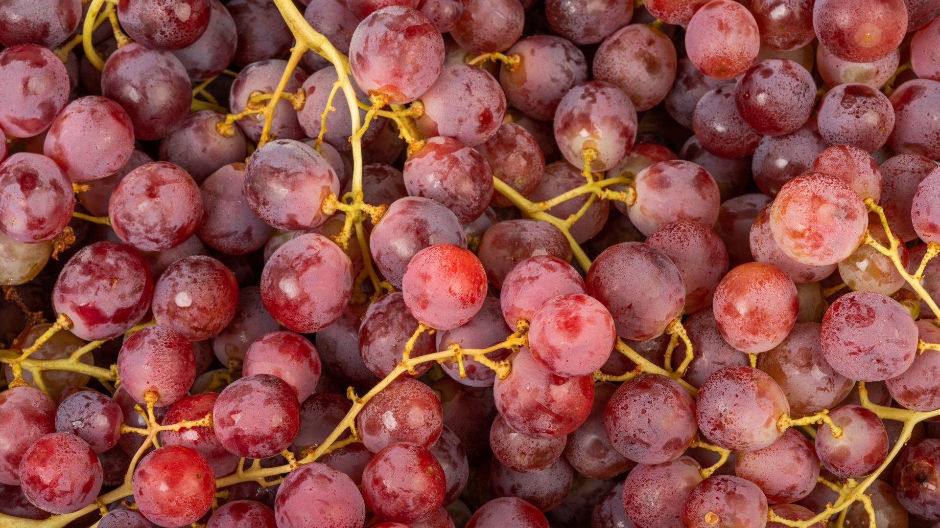 raisin red globe - fresh.