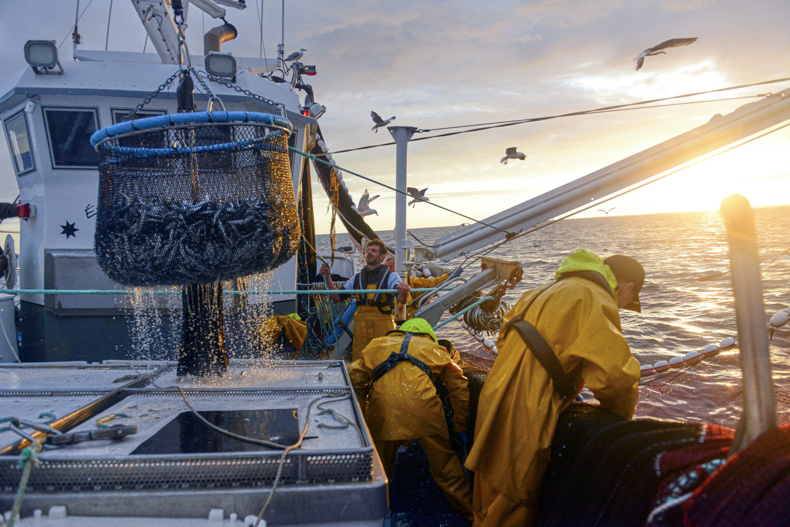 fresh. s'engage dans son rayon poissonnerie