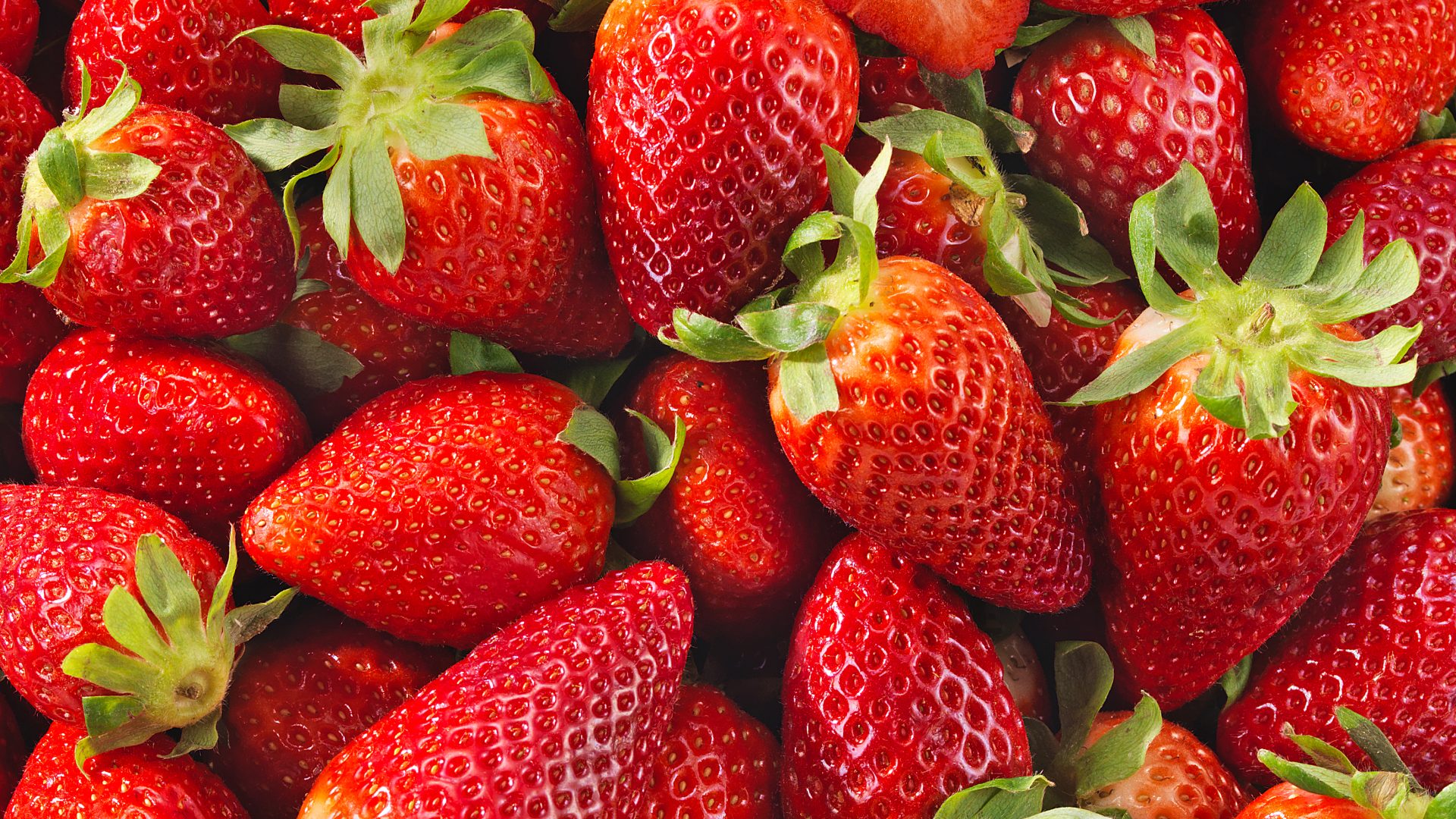 Découvrez nos producteurs de fraises