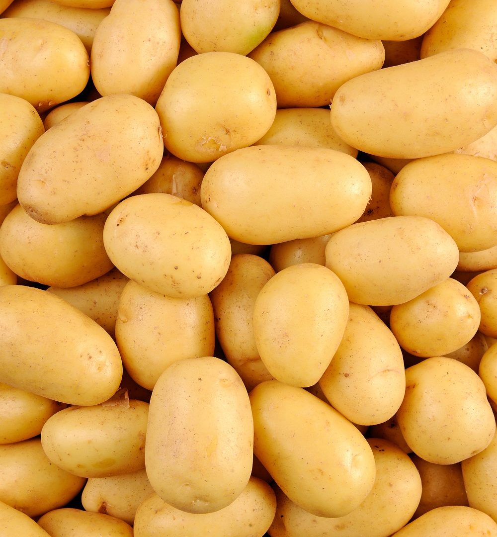 pomme de terre primeur des îles.