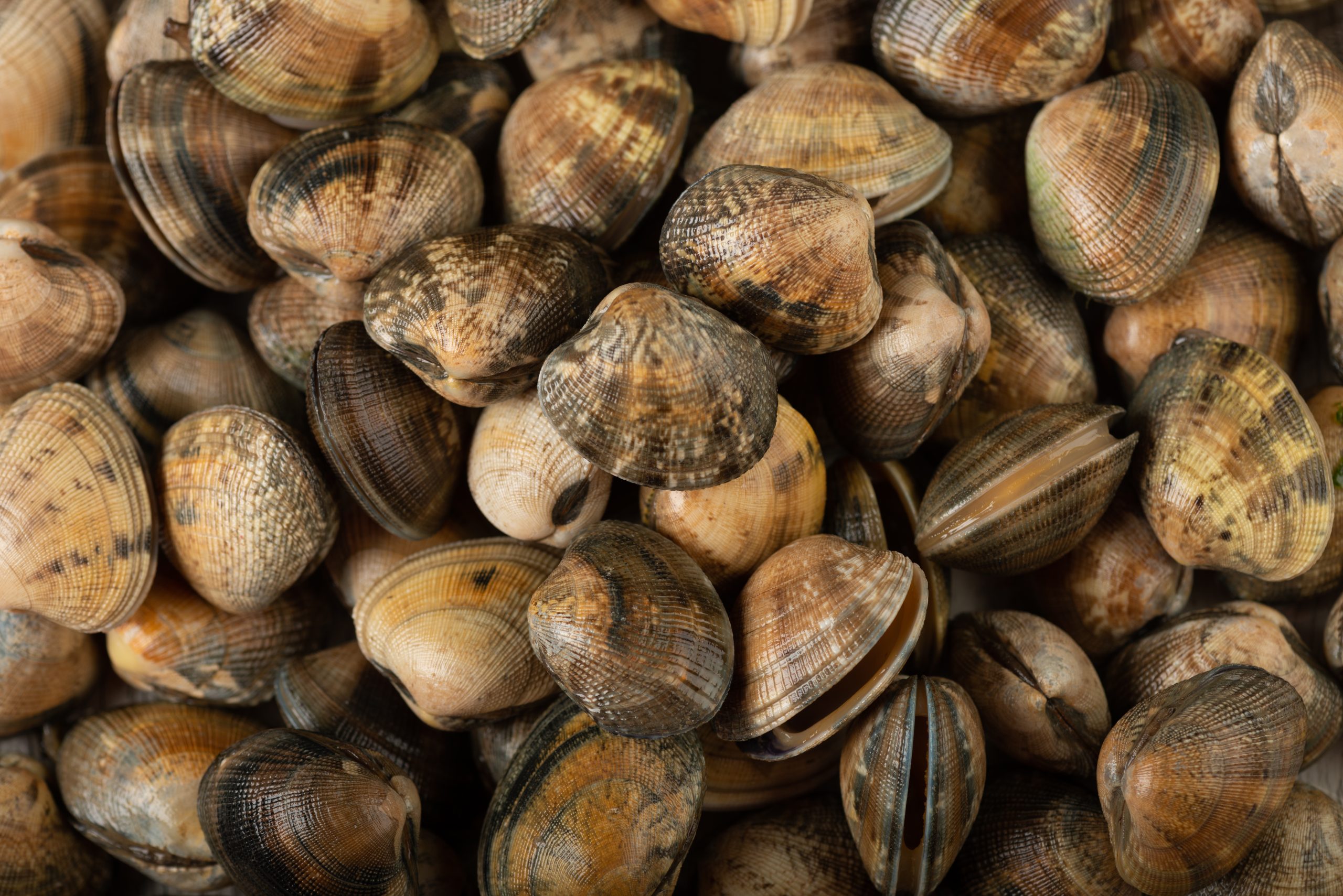 palourdes japonaises