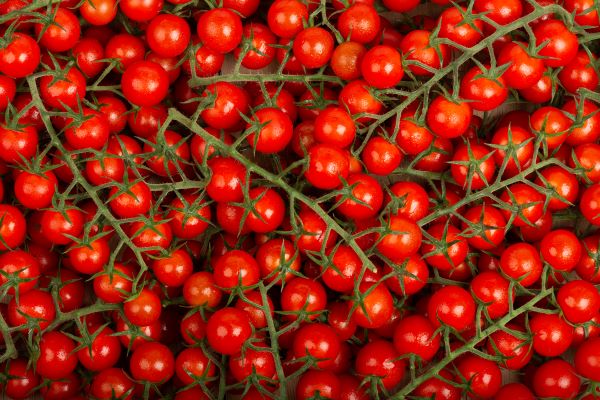 tomate cerise grappe. - fresh.