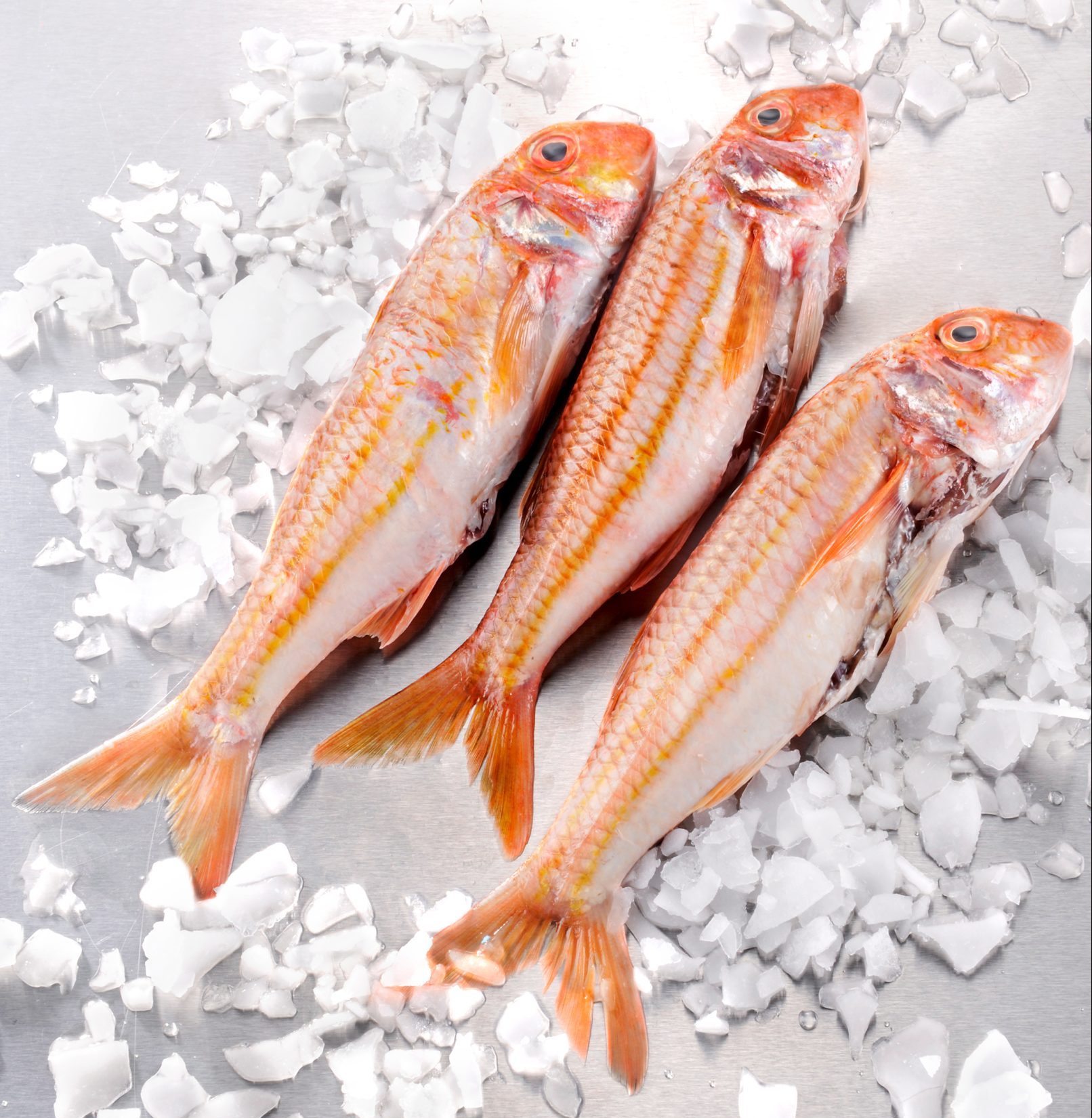 filet de rouget barbet